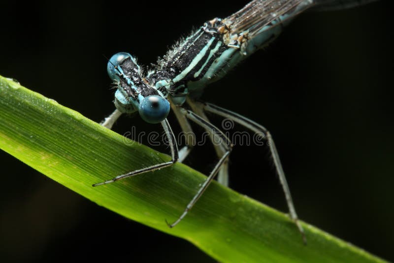Blue dragonfly face stock image. Image of leaf, arthropod - 10369639