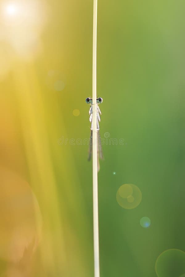 Blue Dragonfly Hiding Behind a Blade of Grass on a Sunlit Meadow Stock ...
