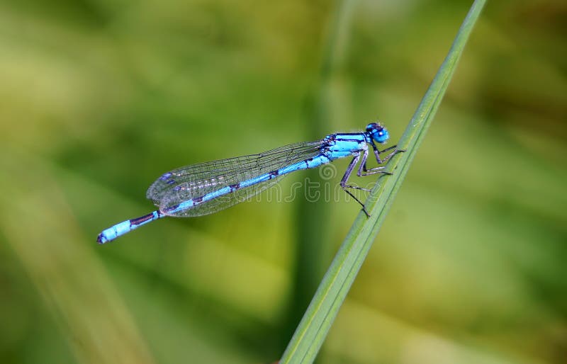 Dragonfly (Odonata : Anisoptera) Perched on Plant Stems. Stock Photo ...