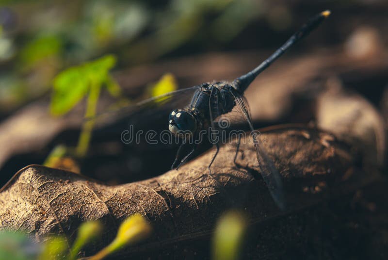 Blue Dragonfly Perch on Dry Leaf Stock Image - Image of dragonfly, leaf ...