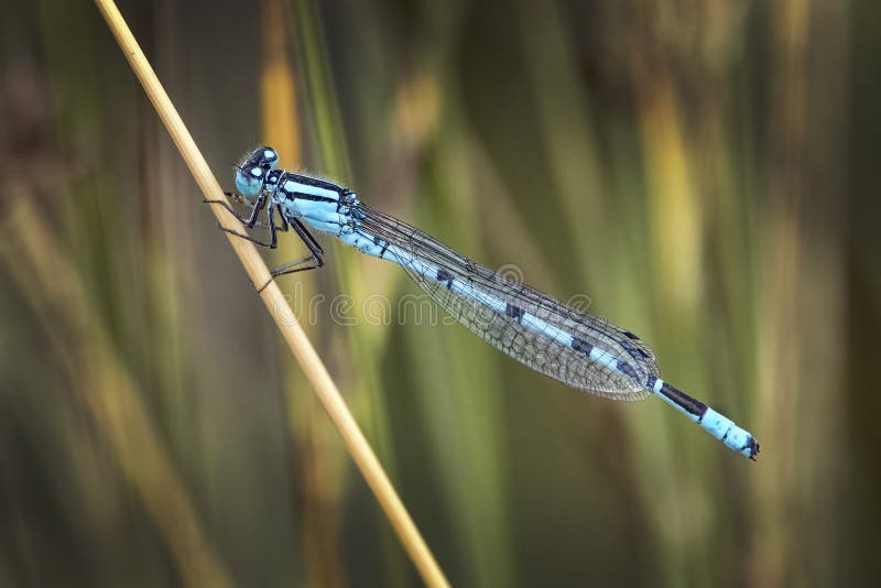 Blue Dragonfly in August after the Rain Stock Image - Image of light ...