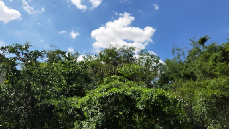 Blur Dreamy Trees Below Blur Blue Sky with White Clouds Stock Photo ...