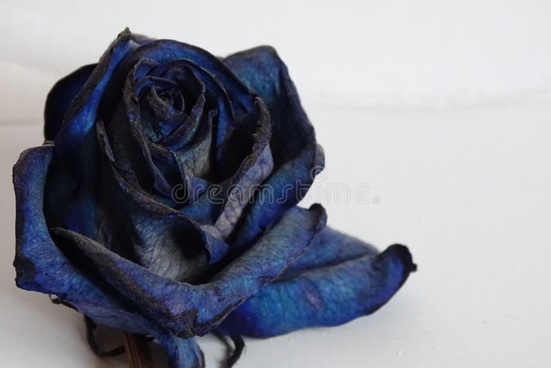 Blue dry rose over white stock photo. Image of blossom - 91205812