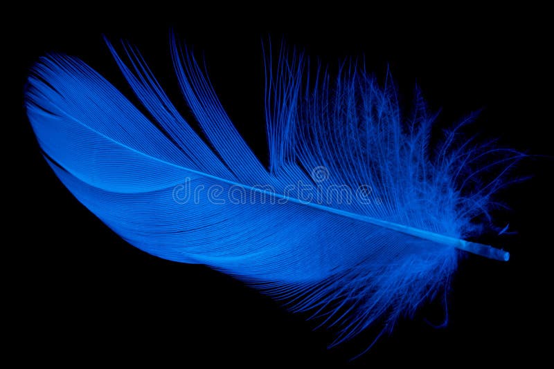 Blue Duck Feathers with Visible Details. Textura or Background Stock ...