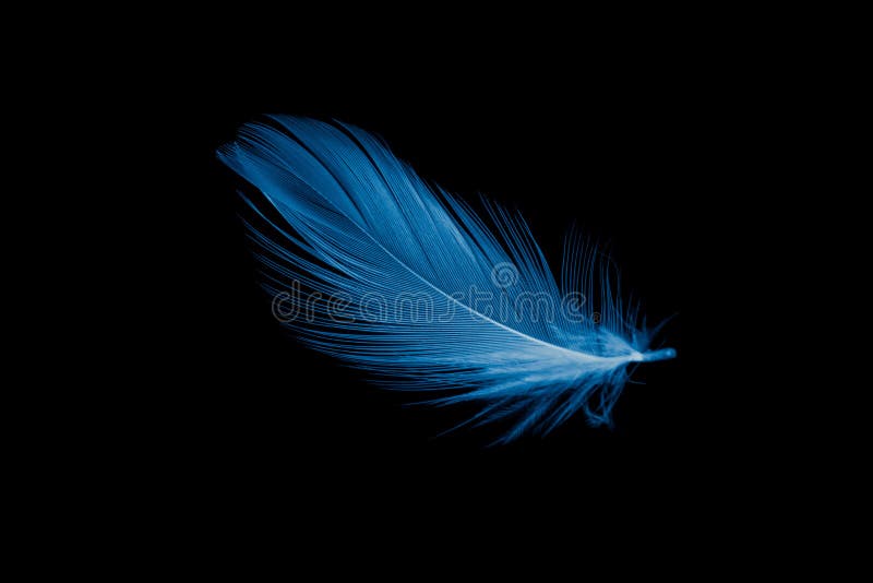 Blue Duck Feathers on a Black Isolated Background Stock Image - Image ...