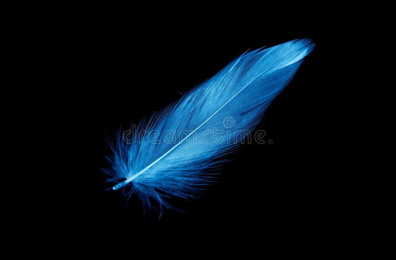 Blue Duck Feathers on a Black Isolated Background Stock Image - Image ...