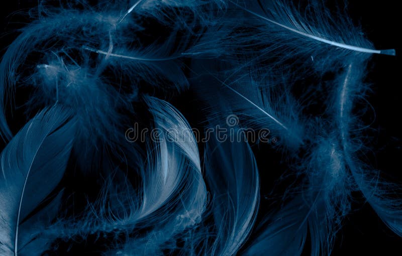 Blue Duck Feathers on a White Isolated Background Stock Photo - Image ...