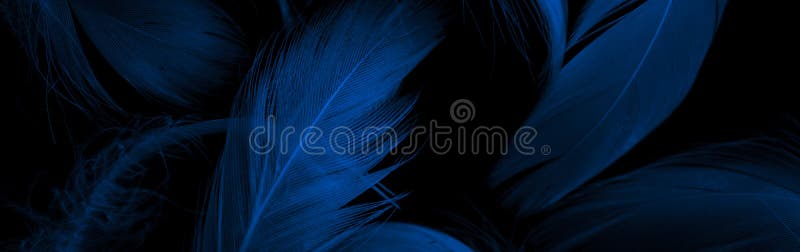 Blue Duck Feathers on a Black Background Stock Photo - Image of detail ...