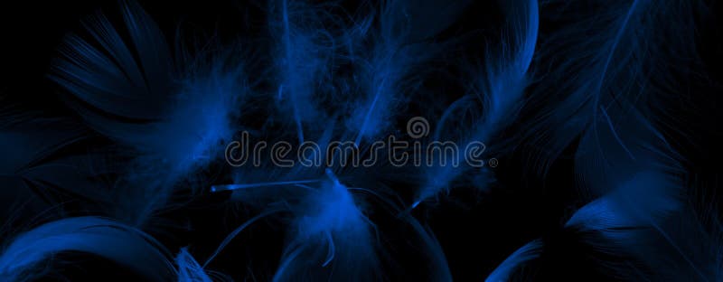 Blue Duck Feathers on a Black Background Stock Photo - Image of object ...