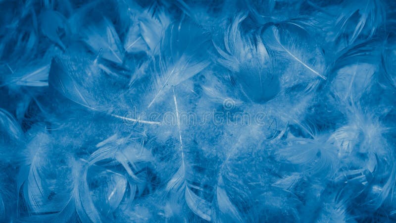 Blue Duck Feathers with Visible Details. Background Stock Photo - Image ...