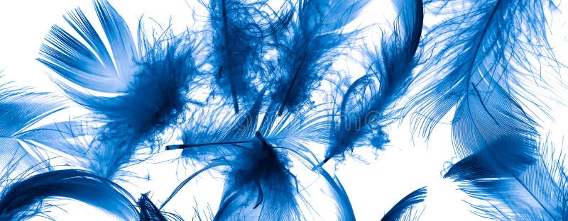 Blue Duck Feathers on a White Isolated Background Stock Photo - Image ...