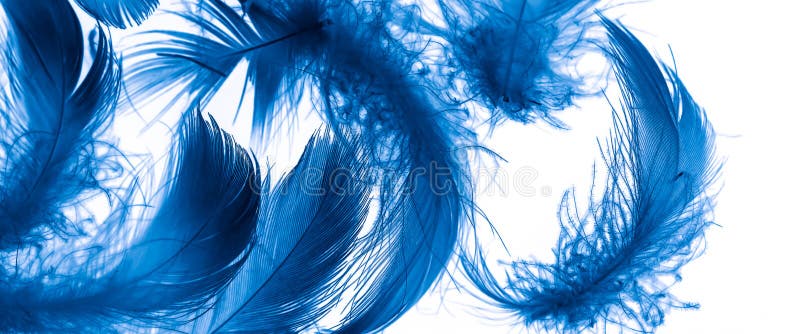 Blue Duck Feathers on a White Isolated Background Stock Image - Image ...