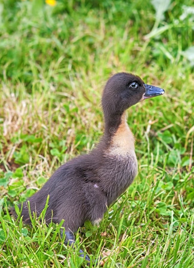 Blue ducks stock photo. Image of duck, black, farm, small - 91559402