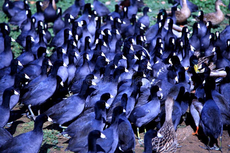 Blue Ducks stock image. Image of ducks, blue, parks, recreation - 63137441