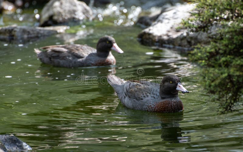 Blue Ducks Swimming in a Pond. Stock Image - Image of swimming ...