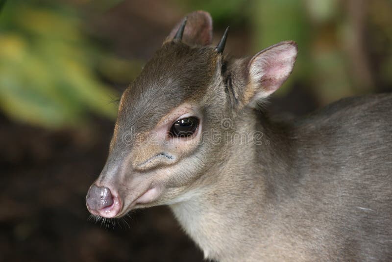 Blue Duiker Antelope stock image. Image of walking, nose - 11674761