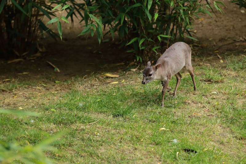 Blue Duiker stock image. Image of buck, close, tiny, mammal - 98200263