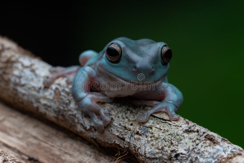 Blue Dumpy Tree Frog Perched on a Tree Trunk Amidst a Contrasting Dark ...