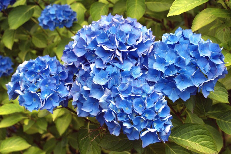 Duraniam Stock Photos - Free & Royalty-Free Stock Photos from Dreamstime