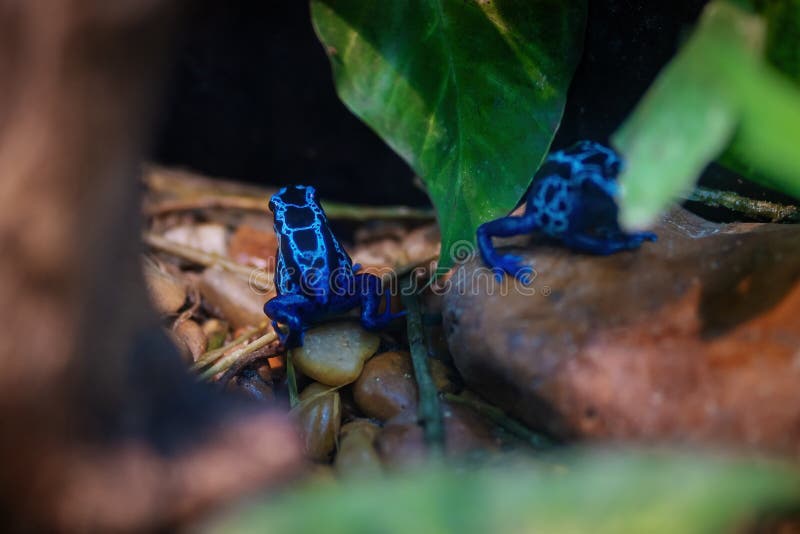 Blue Dyeing Poison Dart Frog Stock Image - Image of dart, beautiful ...