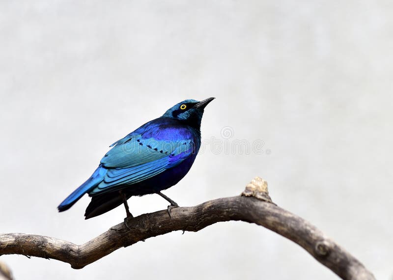 Blue-eared Glossy Starling stock image. Image of starling - 39885245