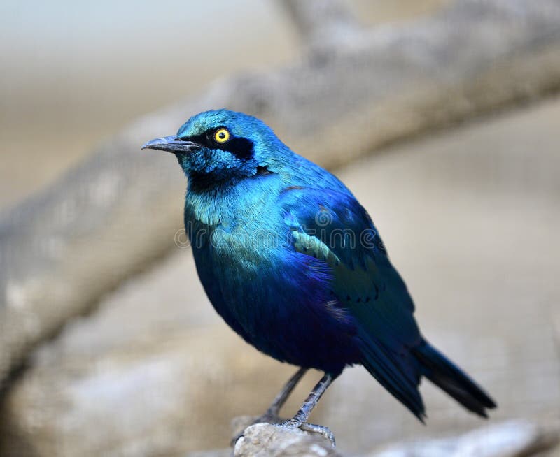 Lesser Blue-eared Glossy Starling in Flight Stock Photo - Image of ...