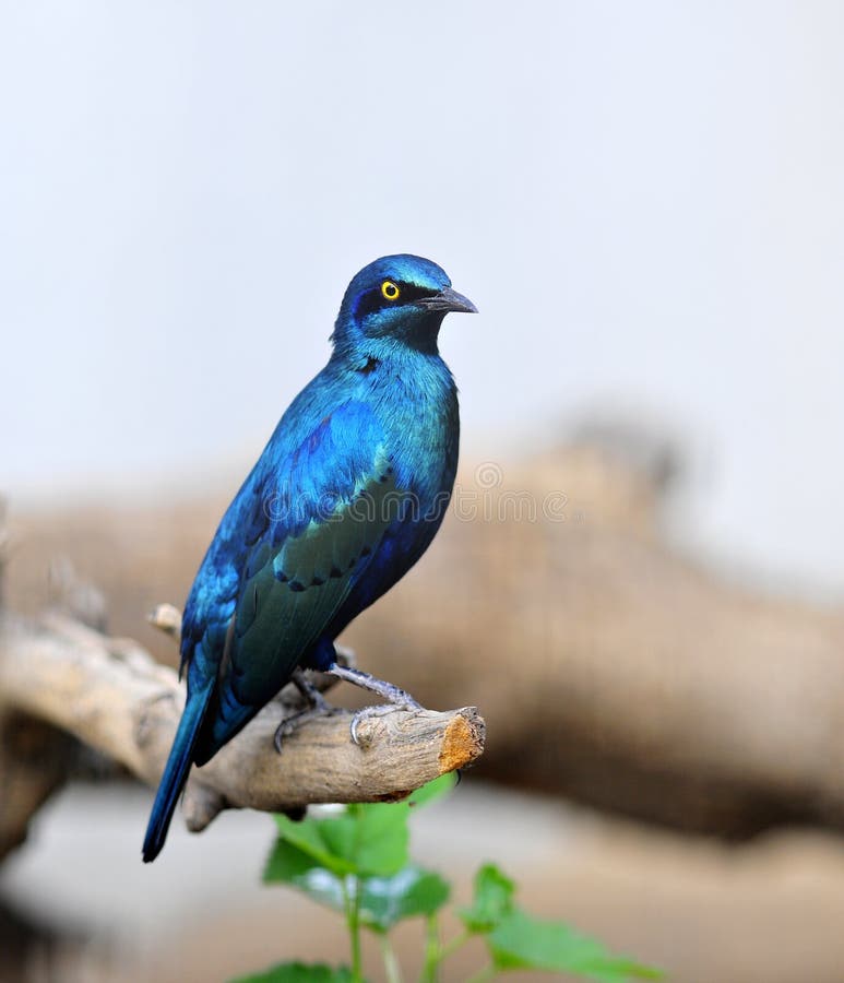 Blue-eared Glossy Starling stock photo. Image of birds - 31072806