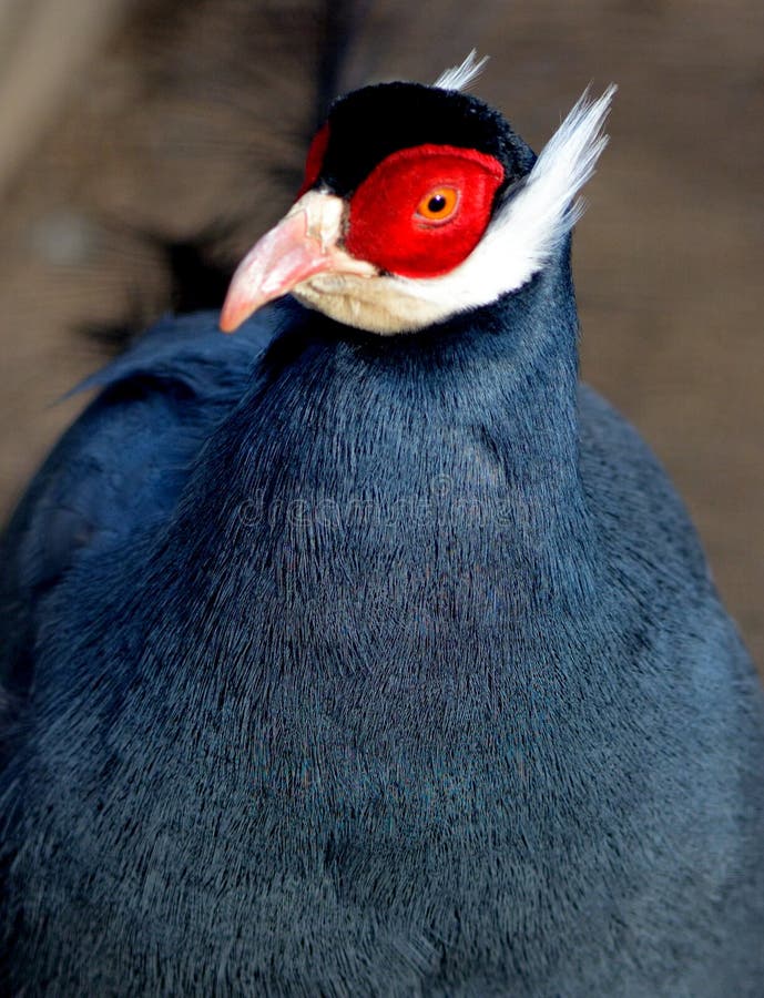 Blue Eared Pheasant Close-up Stock Image - Image of showing, close ...