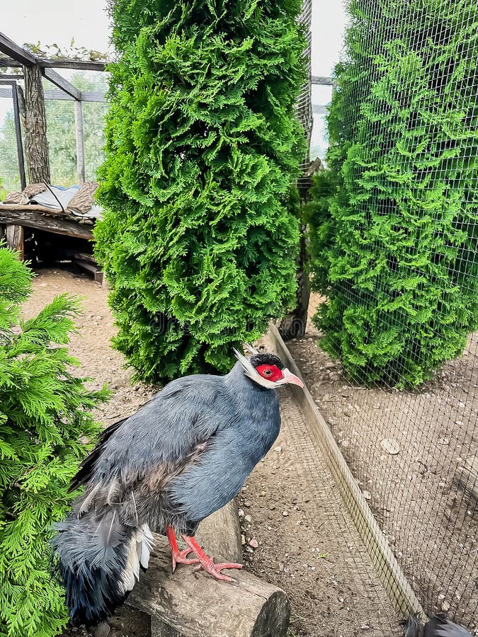 Blue Eared Pheasant Photo in the Zoo Stock Image - Image of bird ...