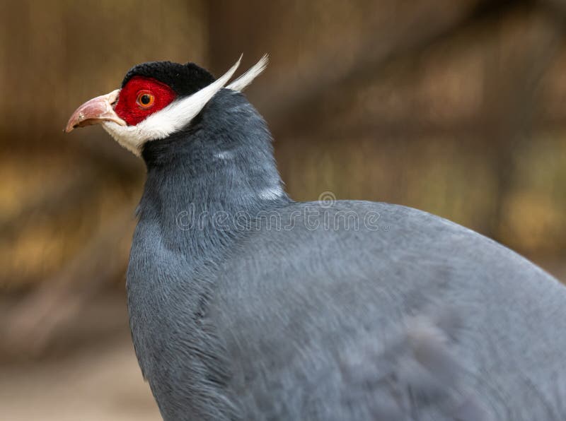 Blue Eared Pheasant stock image. Image of ornithology - 352745383