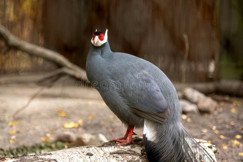 Blue Eared Pheasant stock photo. Image of species, exhibit - 352746698