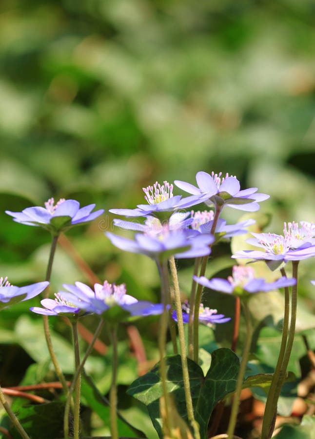 Blue Spring Anemone Flowers Stock Photo - Image of natural, growing ...