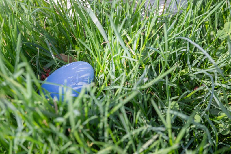 Blue Easter Egg Hidden in Tall Green Grass. Springtime Stock Image ...