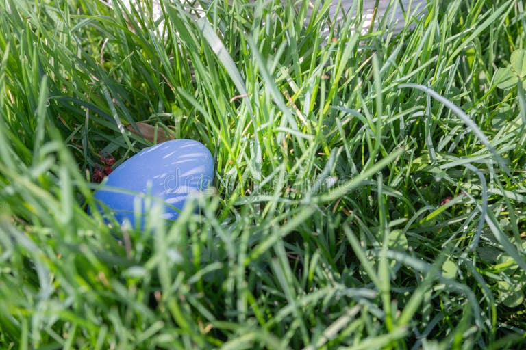 Blue Easter Egg Hidden in Tall Green Grass. Springtime Stock Image ...