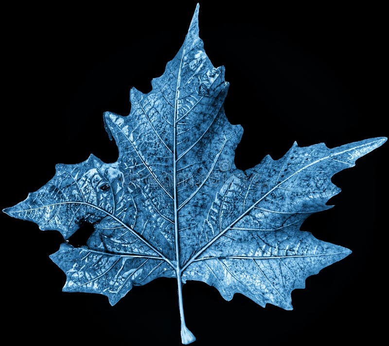 Blue Edit Maple Leaf Closeup Stock Photos - Free & Royalty-Free Stock ...