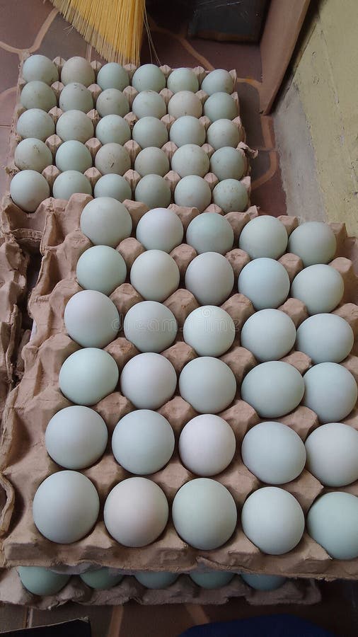 Blue Egg Fight Egg stock image. Image of life, food - 263238099