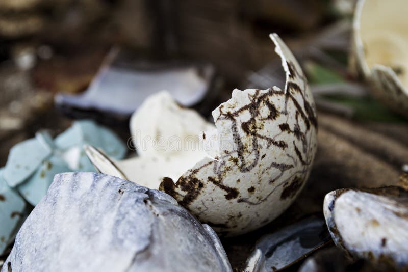 Blue Egg Shells stock photo. Image of west, broken, shell - 49268586