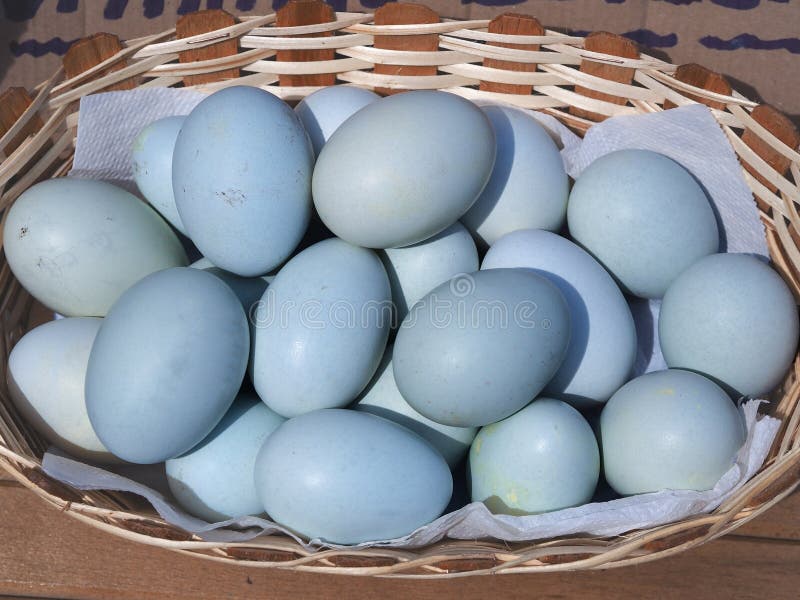 Blue Eggs in Basket. Blue Colored Eggs from Specially Grown Chickens ...