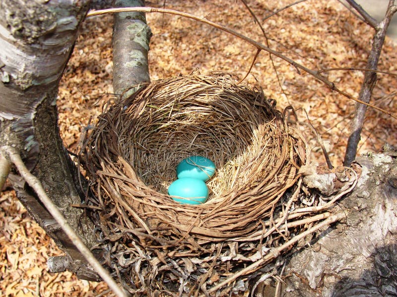 219,563 Blue Egg Stock Photos - Free & Royalty-Free Stock Photos from ...