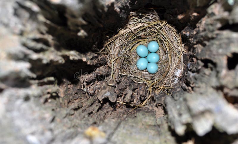 Blue Eggs in a Hidden Nest of an Eastern Bluebird Stock Image - Image ...