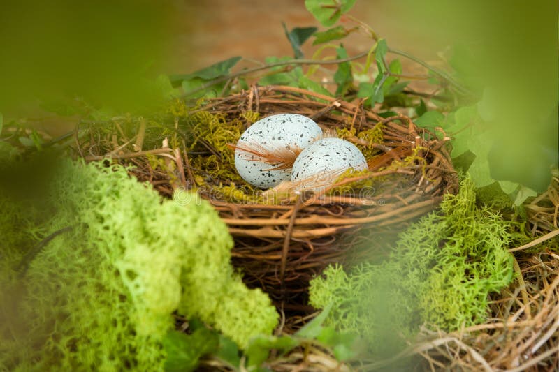 Blue eggs in nest stock image. Image of robin, natural - 50174203