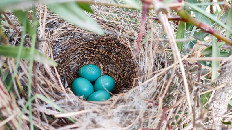 Blue Eggs of Wild Birds in the Nest, Close Up View Stock Image - Image ...