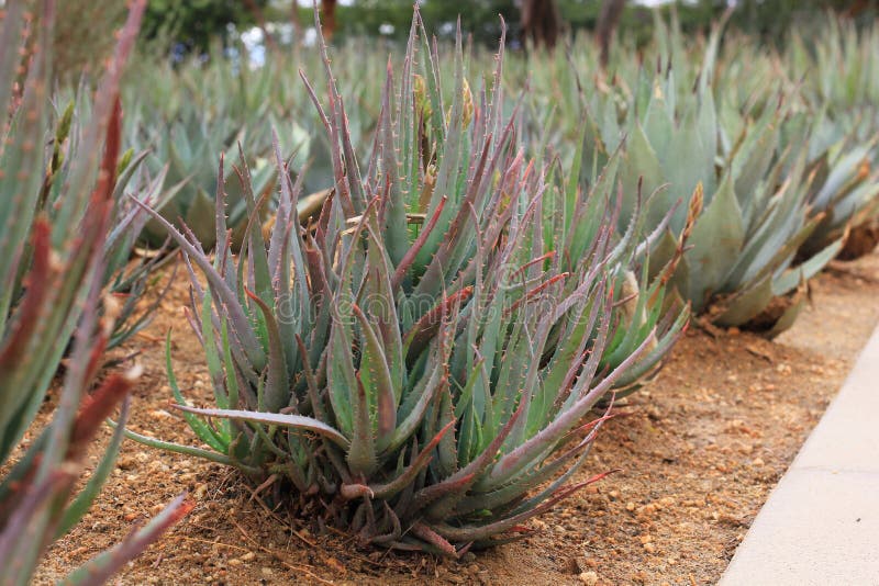 Blue Agave plant stock image. Image of bloom, dessert - 49755787