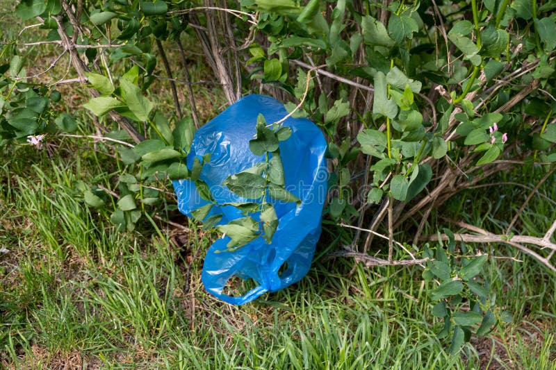A Blue Empty Plastic Shopping Bag Packet on the Park Bush, Showcasing ...