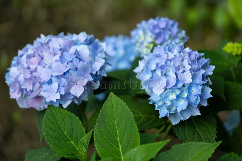 Blue Endless Summer Hydrangea Stock Photo - Image of color, floral ...