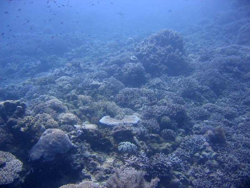 Blue Environment stock photo. Image of marine, saltwater - 213908