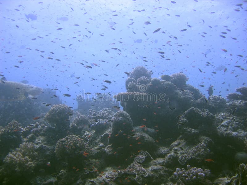 Blue Environment stock image. Image of aquarium, underwater - 214855