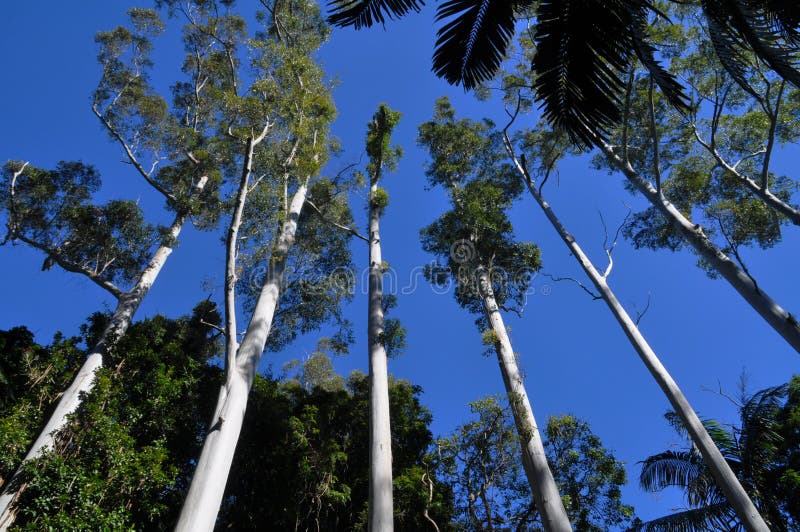 Blue Eucalypt Sky Straight Tall Taper Trees 库存照片 - 图片 包括有 蓝色, 存贮: 11369990