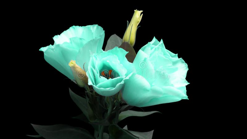 Blue Eustoma Flower Opening on Camera - Time Lapse Stock Video - Video ...