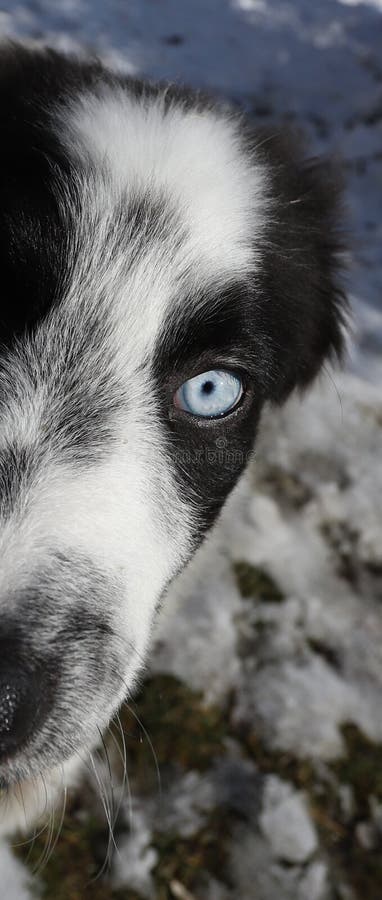 Blue Eye of a Dog with Heterochromia, Different Colored Eyes on ...